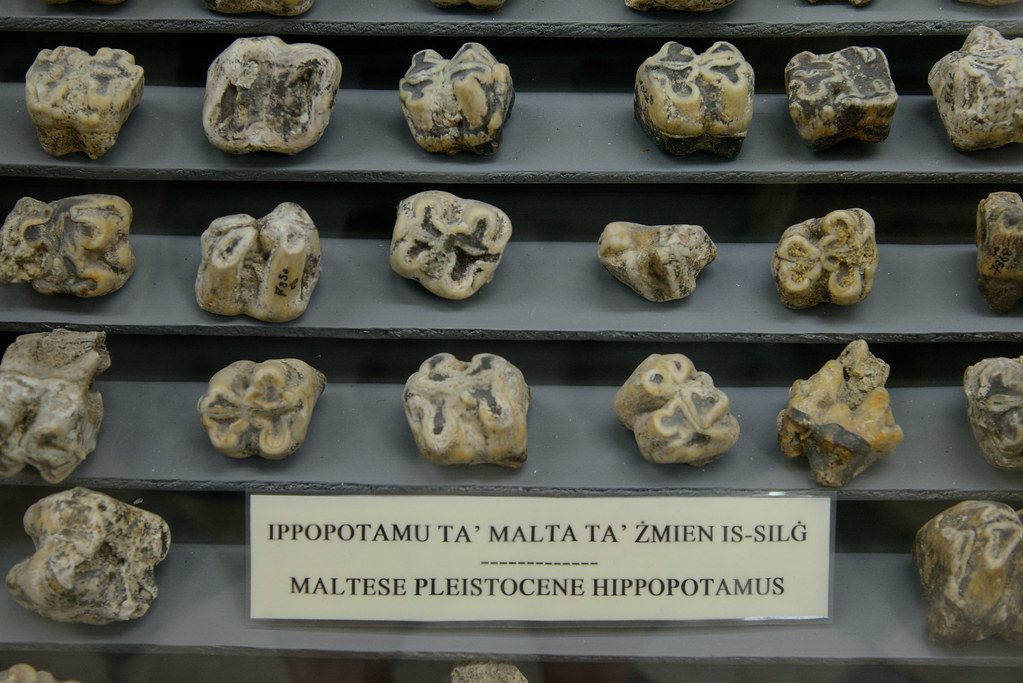 Malta’s unexplained cave of bones: Ghar Dalam - Ancient360